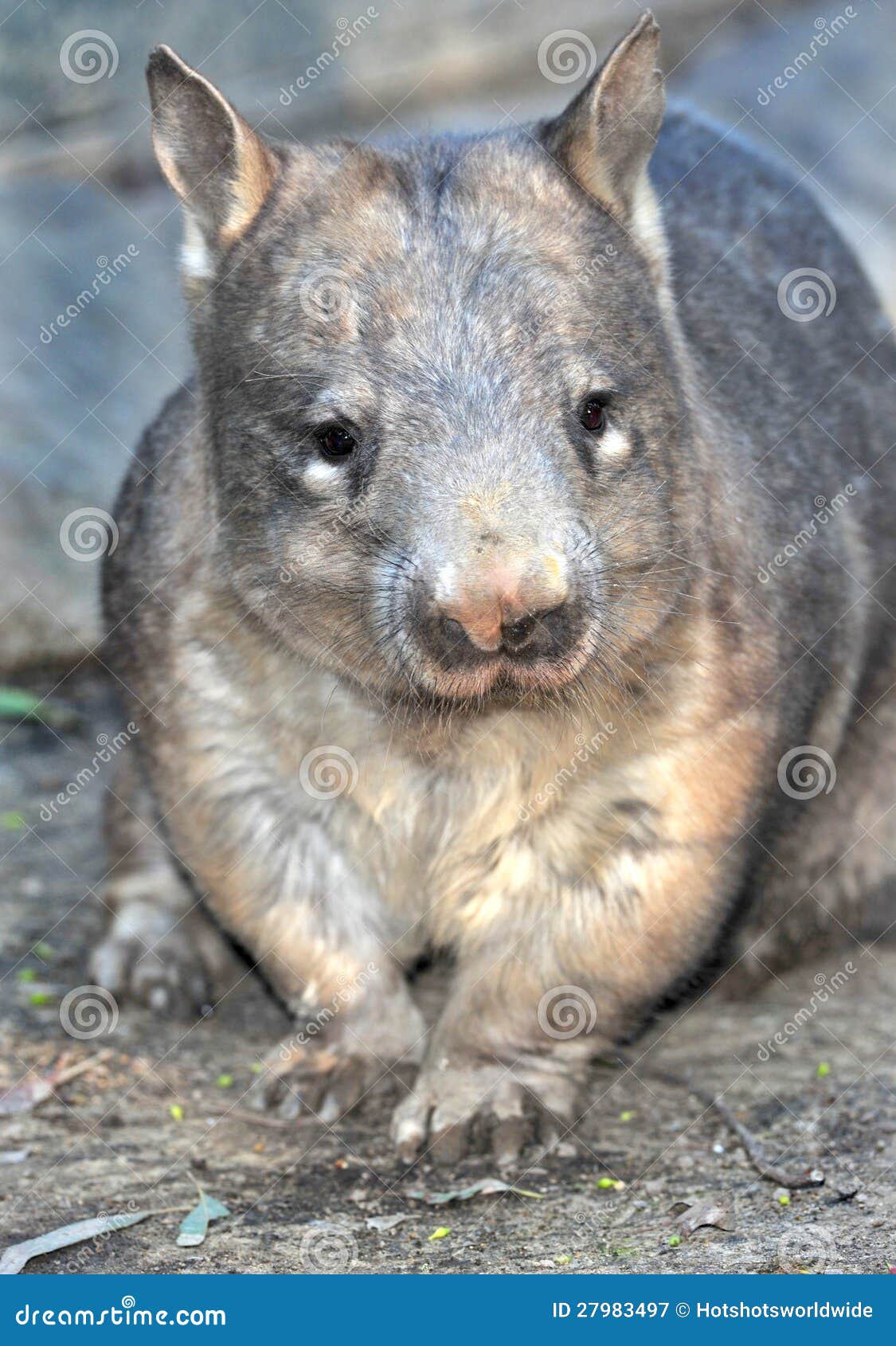 Wombat, Australian Native Animal With G'Day Mate Greeting Stock ...