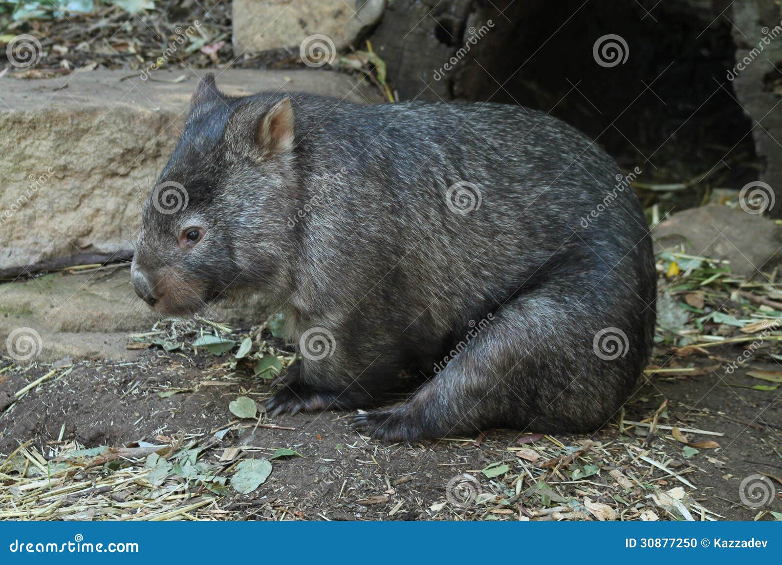 Wombat stock photo. Image of munch, claws, burrow, furry - 30877250