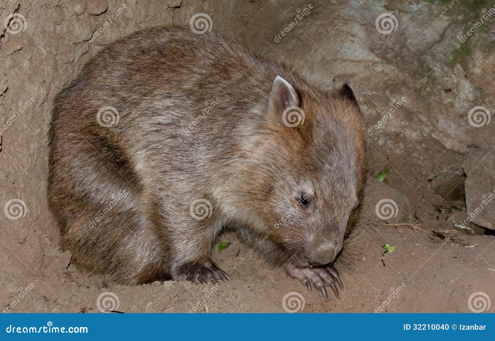 A Wombat Bear from Australia Close Up Portrait Stock Photo - Image of ...