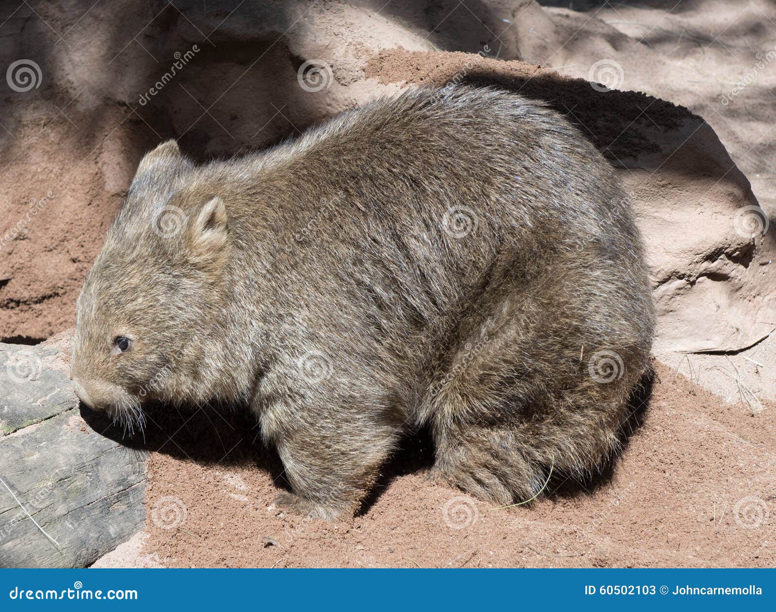 Wombat Royalty-Free Stock Photography | CartoonDealer.com #60502103