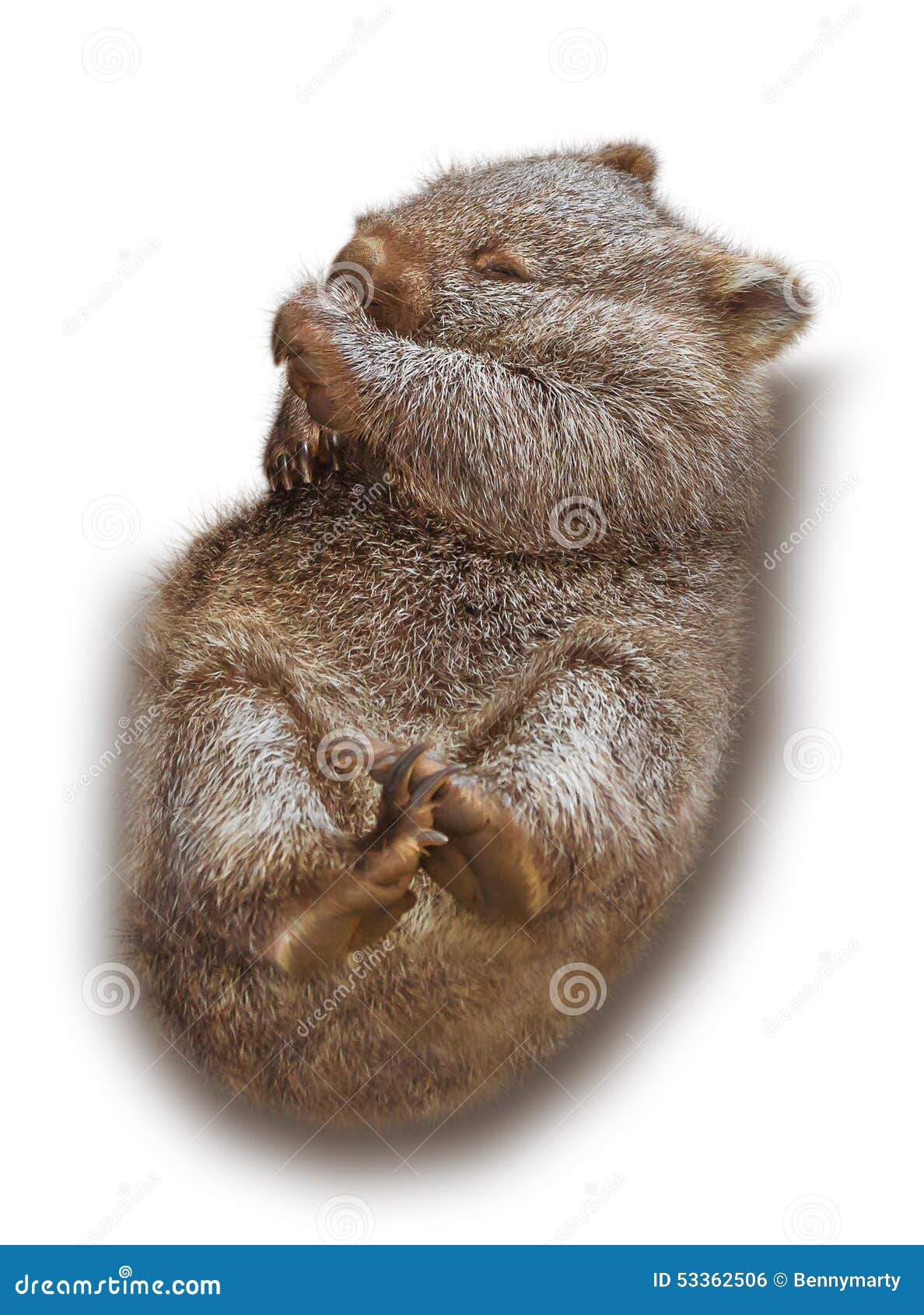 Wombat de bébé spleeping photo stock. Image du wombats - 53362506