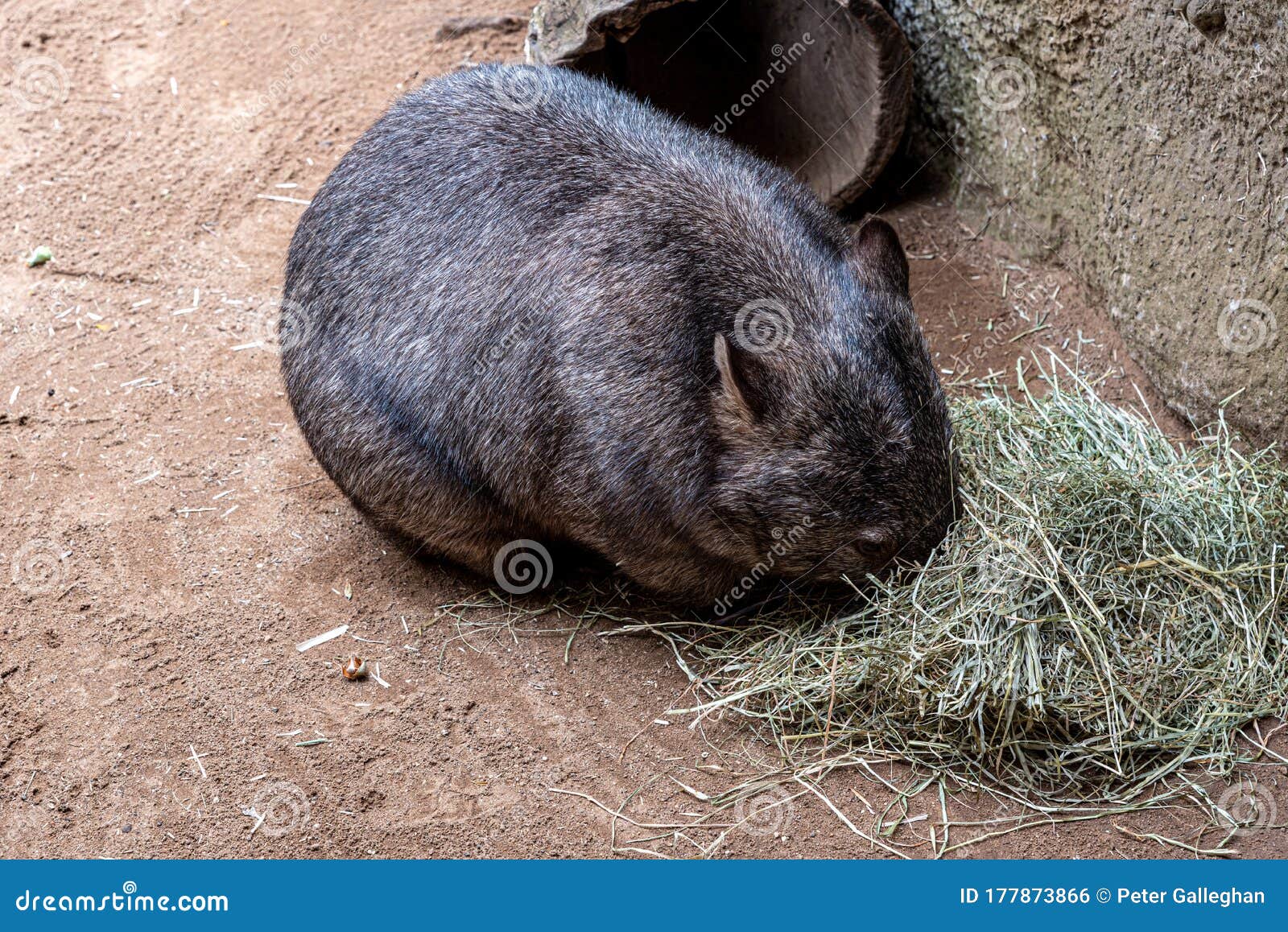 Wombat Disambiguation Eating Some Hay for Dinner Stock Photo - Image of ...
