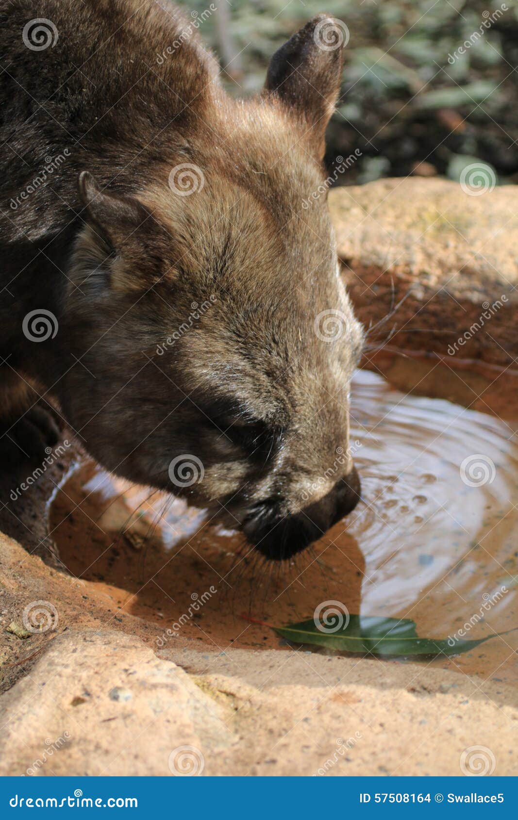 Wombat Drinking stock photo. Image of animal, australian - 57508164