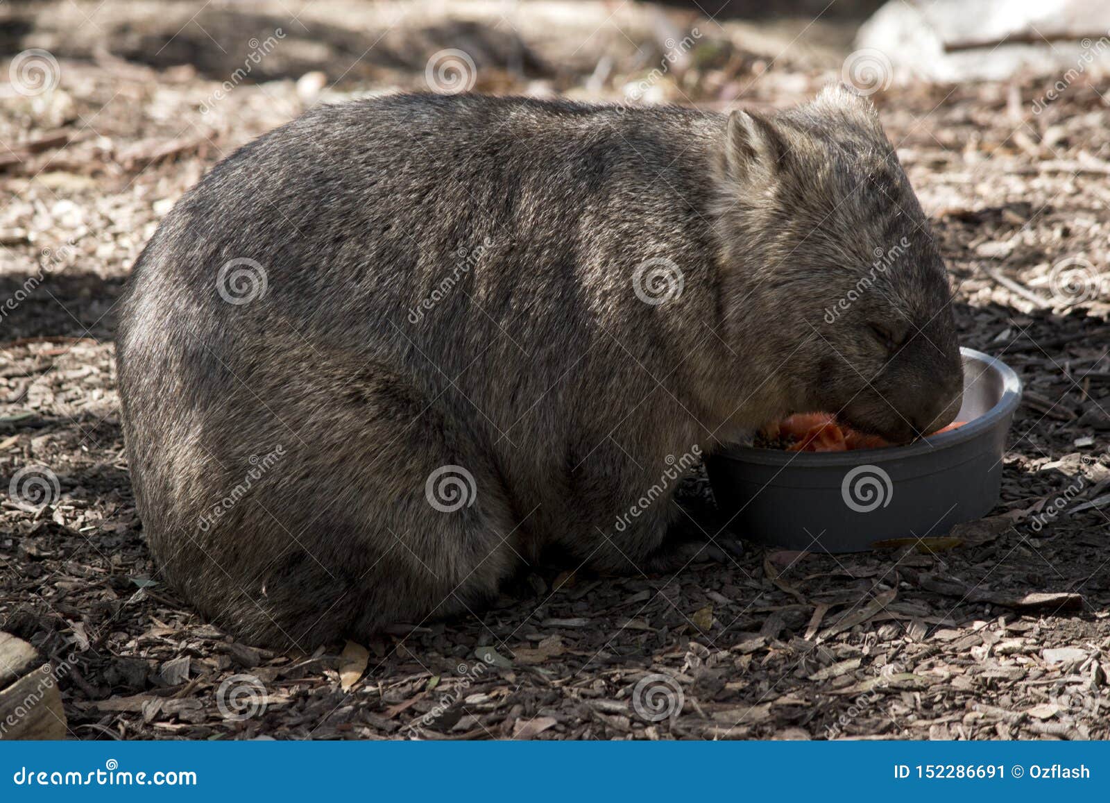 A wombat eating stock image. Image of outdoors, nature - 152286691