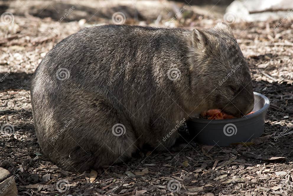 A wombat eating stock image. Image of outdoors, nature - 152286691