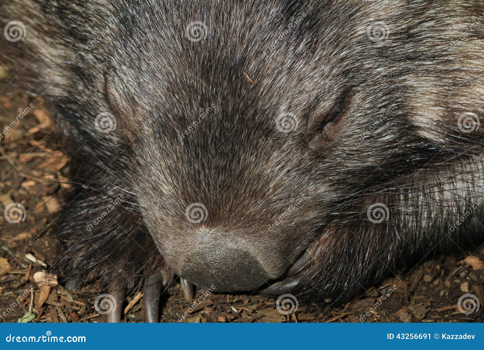 Wombat Face stock image. Image of australian, furry, face - 43256691