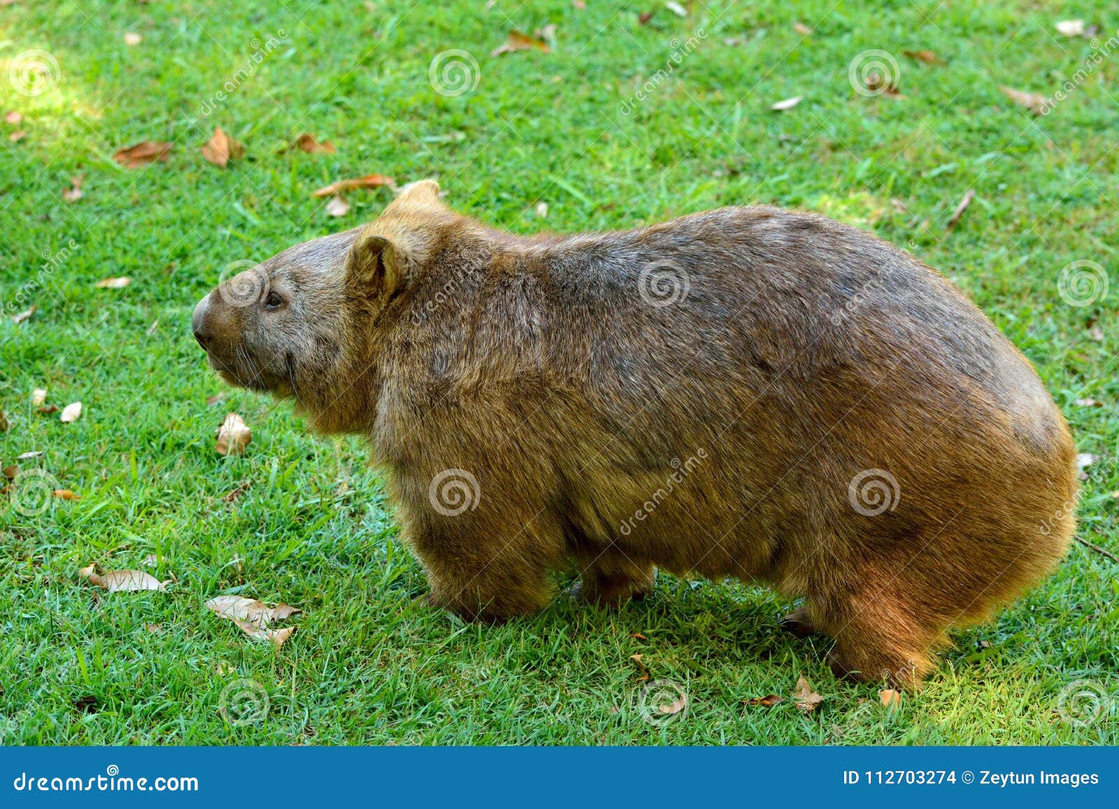 Wombat on green grass. stock photo. Image of nature - 112703274