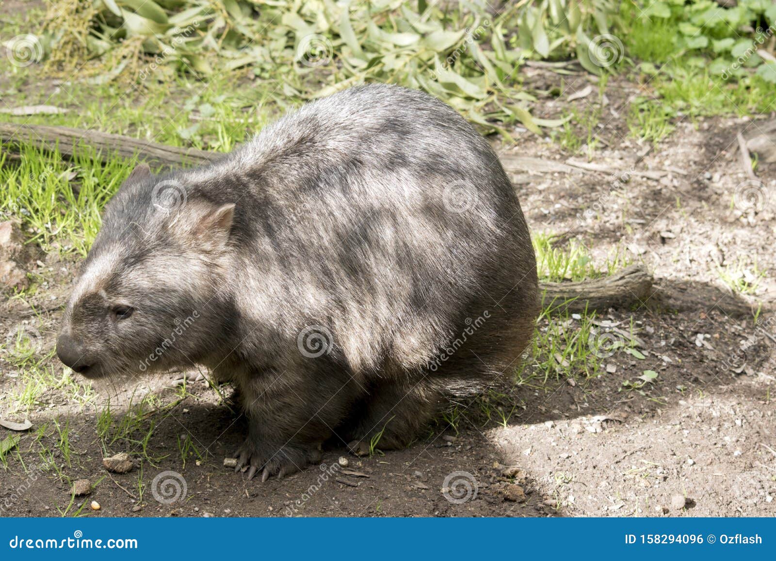 This is a Side View of a Wombat Stock Photo - Image of wombat, pouch ...