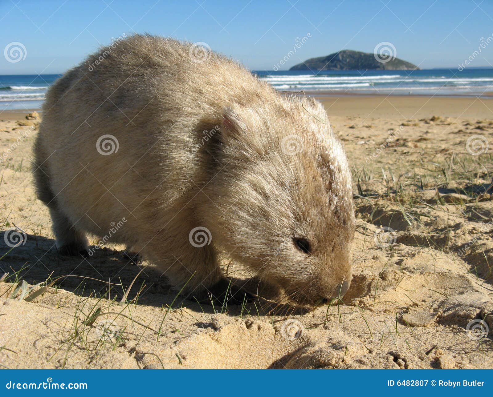 Wombat Island stock image. Image of mammal, australia - 6482807