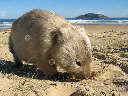 Wombat Island stock image. Image of mammal, australia - 6482807