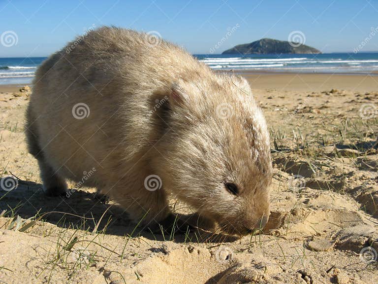 Wombat Island stock image. Image of mammal, australia - 6482807