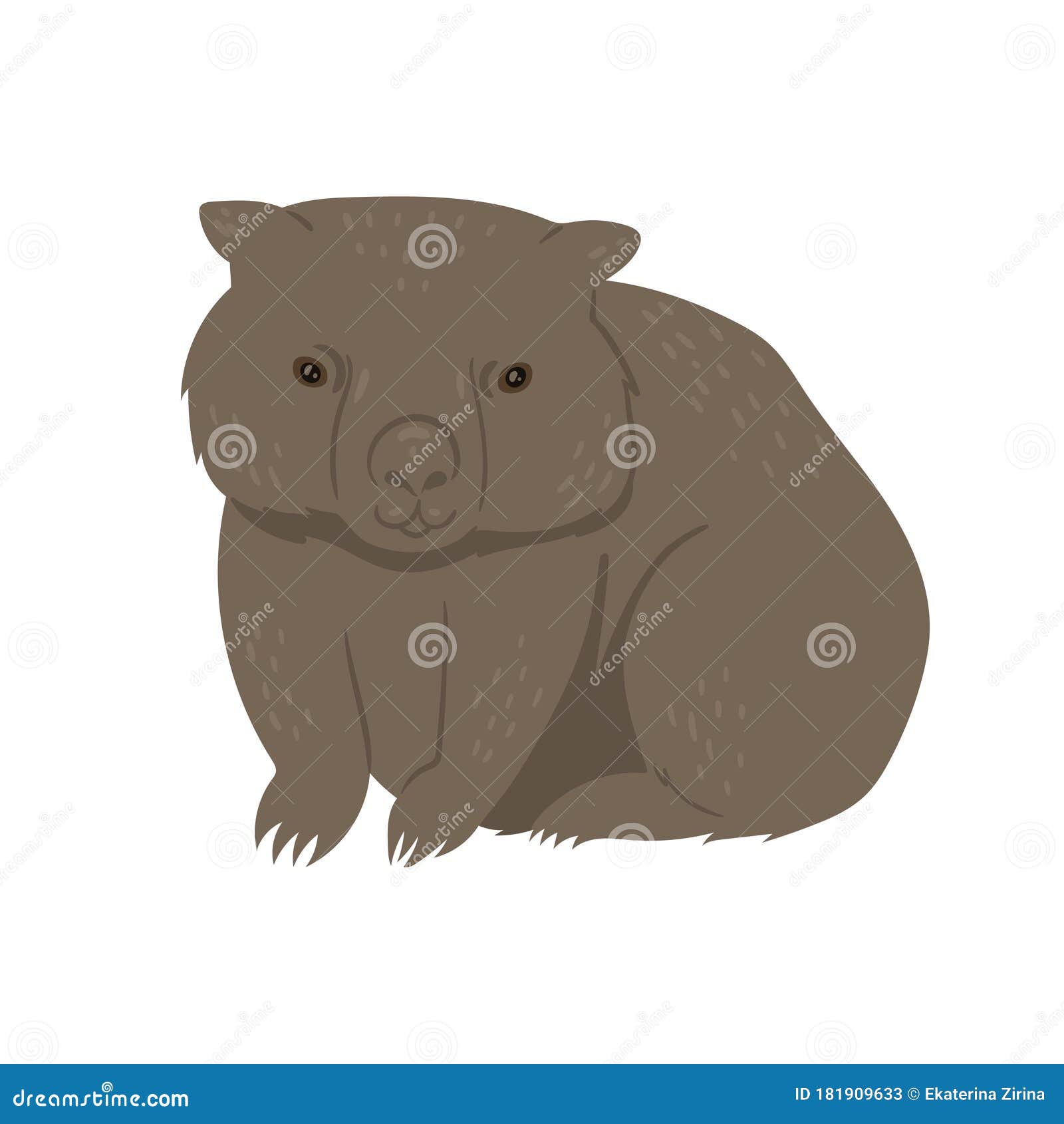Wombat Isolated On White Background. Hand Drawn Portrait Of Cute Wild ...