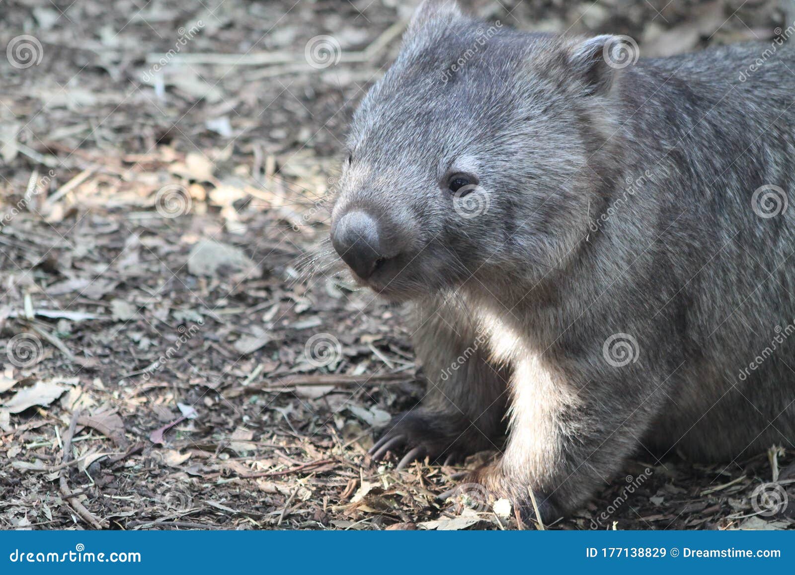 Wombat in Its Natural Habitat in the Forest Stock Image - Image of claw ...