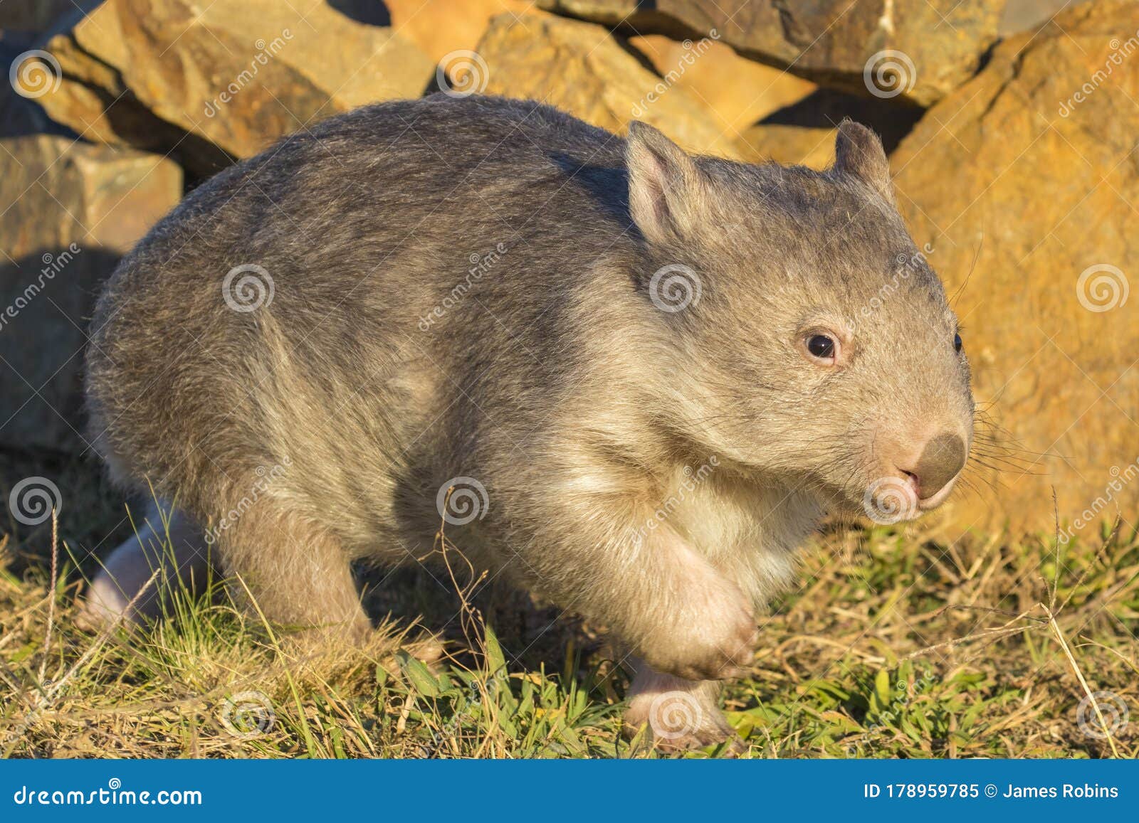 Wombat stock image. Image of walk, aussie, wild, wildlife - 178959785