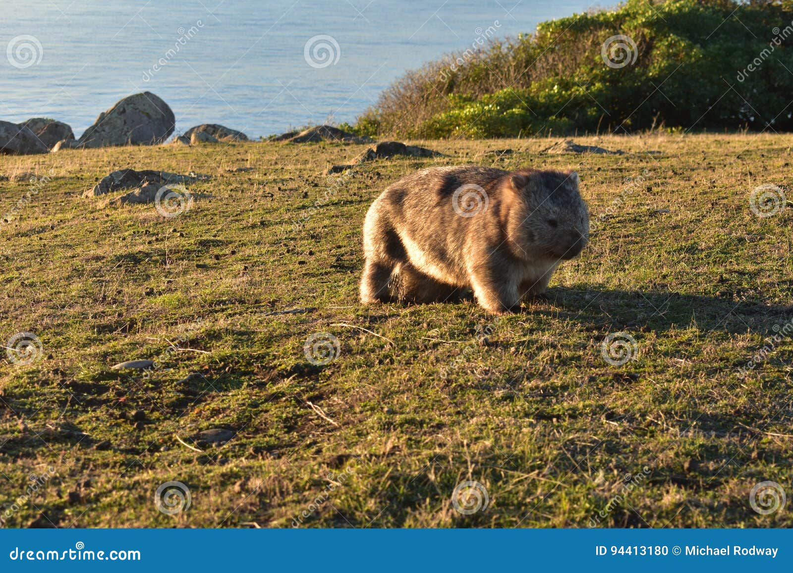 The Wombat stock photo. Image of mariaisland, afternoonsun - 94413180