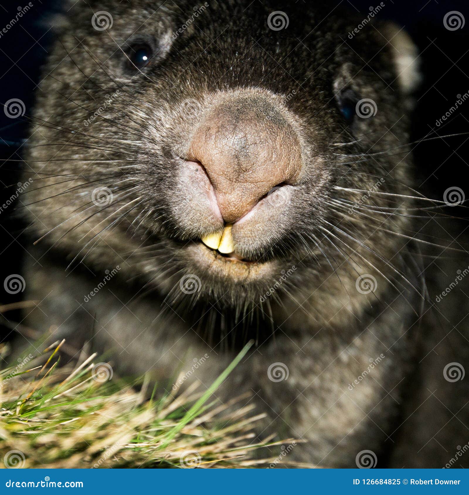 Wombat at night stock image. Image of tasman, night - 126684825