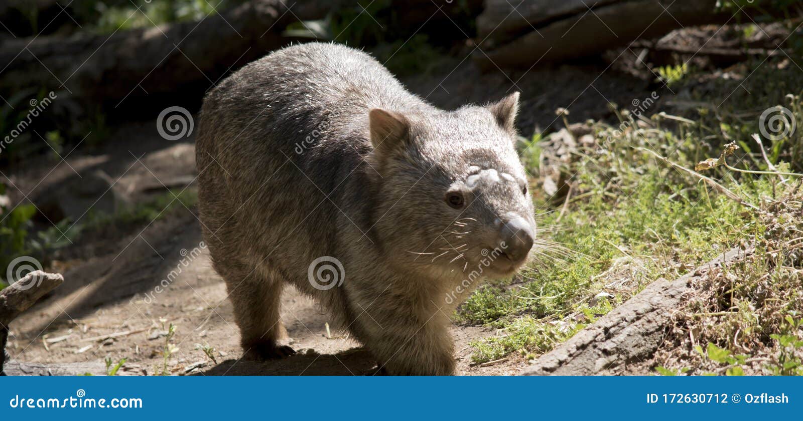 The Wombat is Out Og His Warren and in the Sun Stock Photo - Image of ...