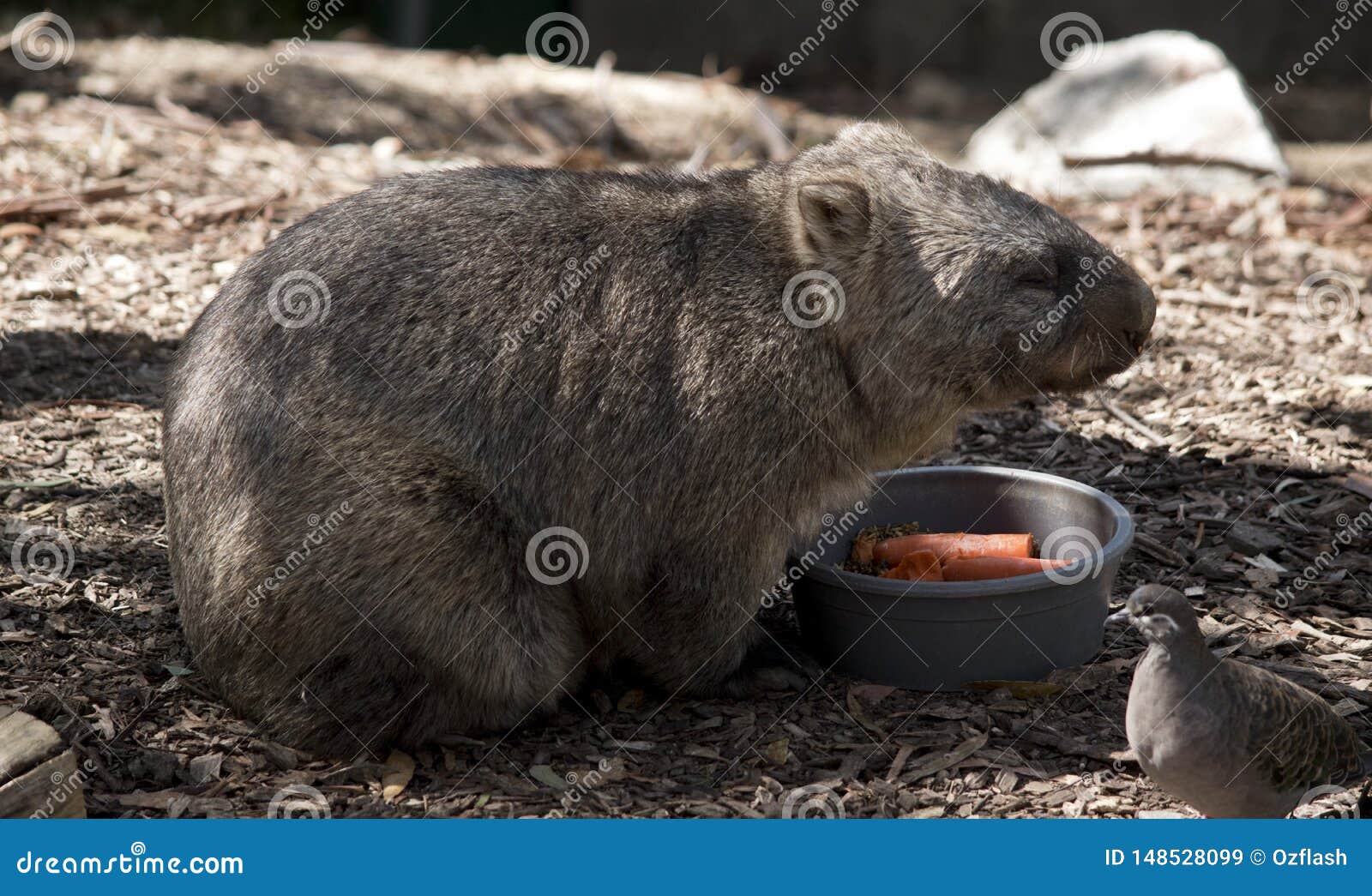 A wombat and a pigeon stock image. Image of hairy, eyes - 148528099