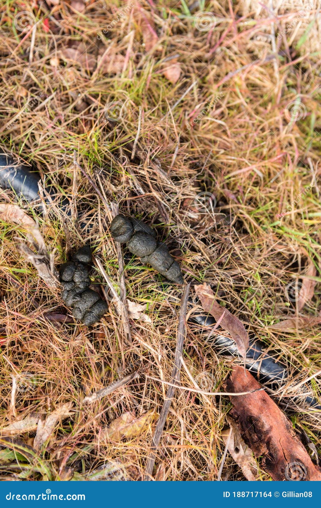 Wombat poo stock photo. Image of forest, farm, wombat - 188717164