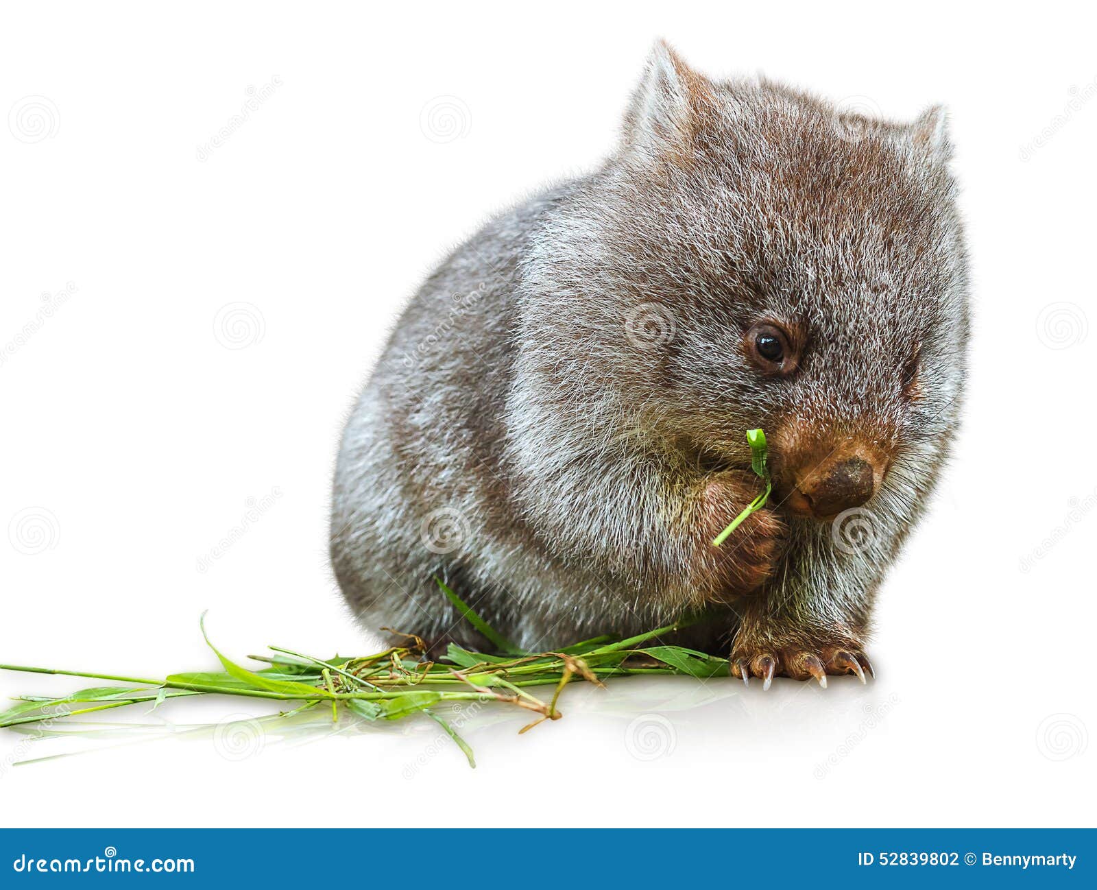 Wombat que come, aislado foto de archivo. Imagen de fondo - 52839802