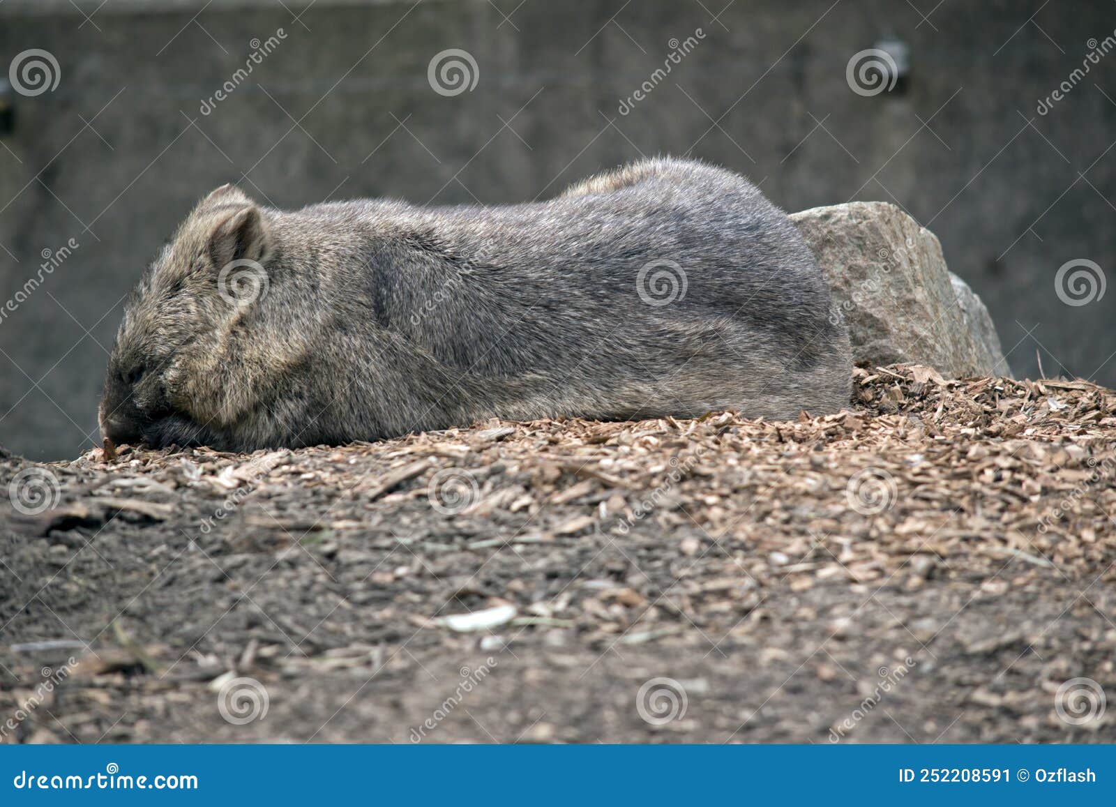 The Wombat is Resting in the Sun Stock Image - Image of australian ...