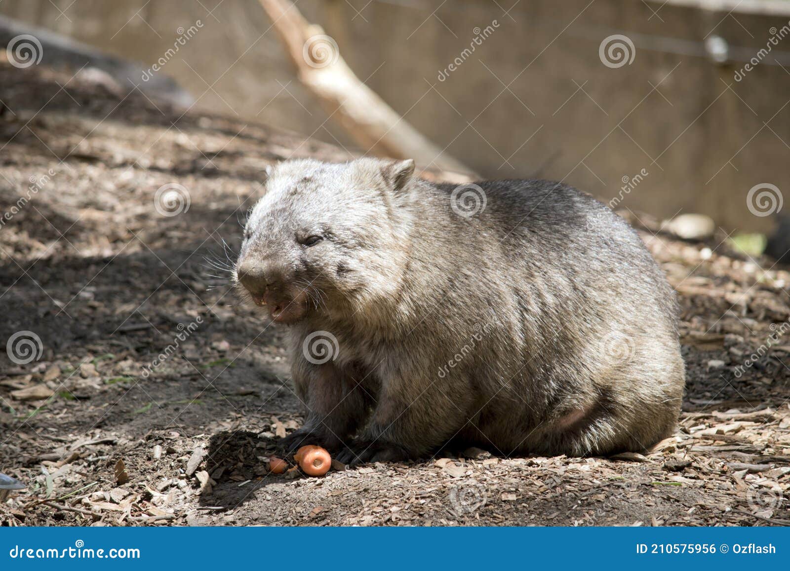 The Wombat is Showing His Teeth Ehen he Eates Stock Photo - Image of ...