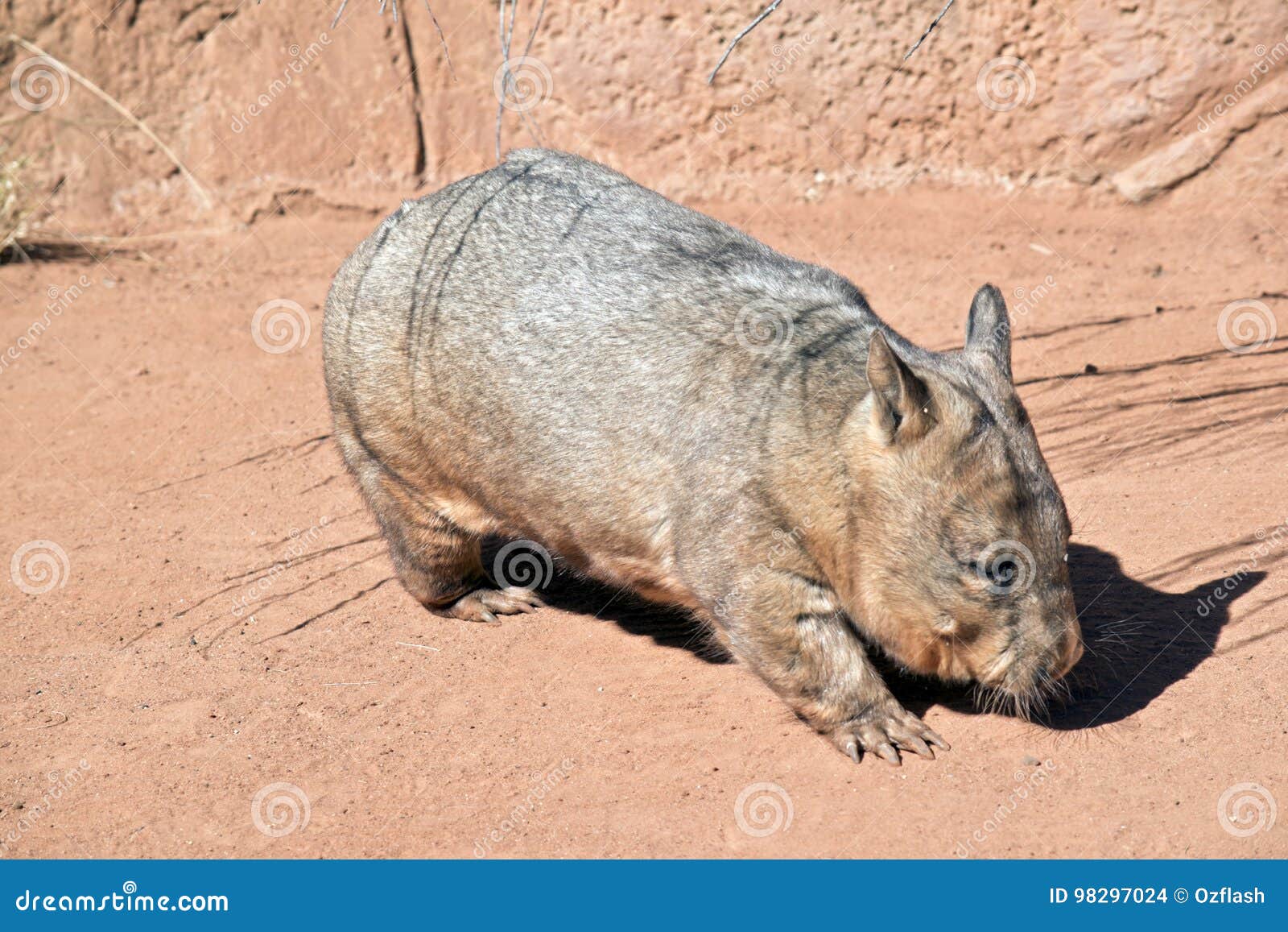Wombat stock photo. Image of nosed, pointy, ears, hairy - 98297024