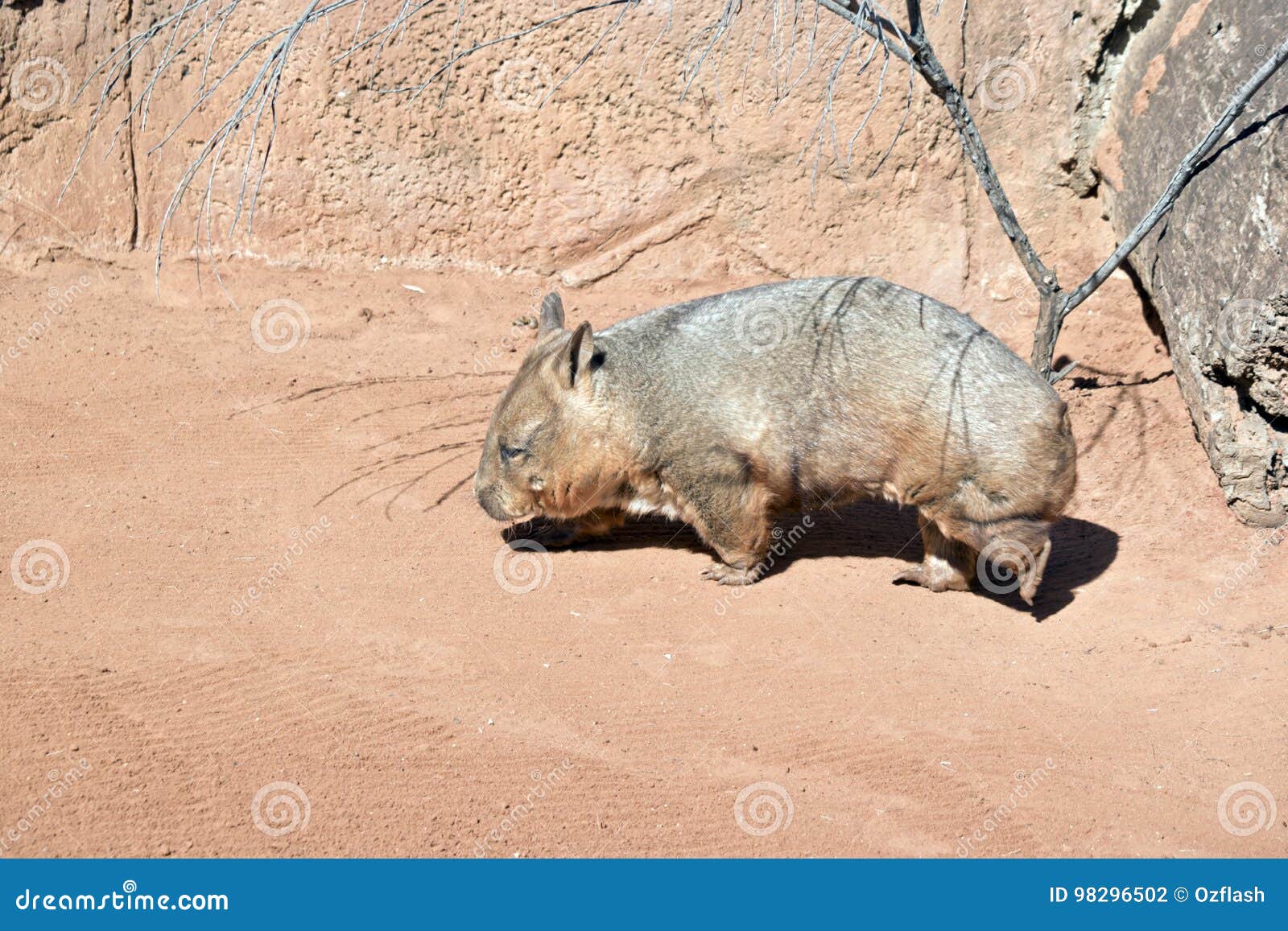 Wombat stock photo. Image of pointy, walking, common - 98296502