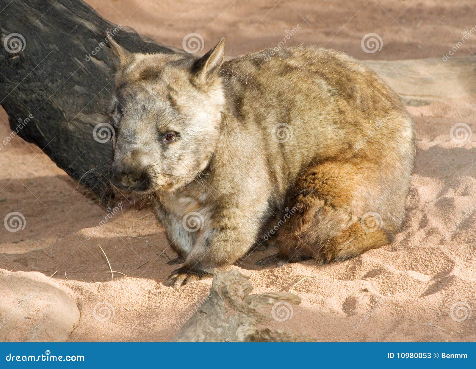 Wombat sitting stock image. Image of natural, indigenous - 10980053