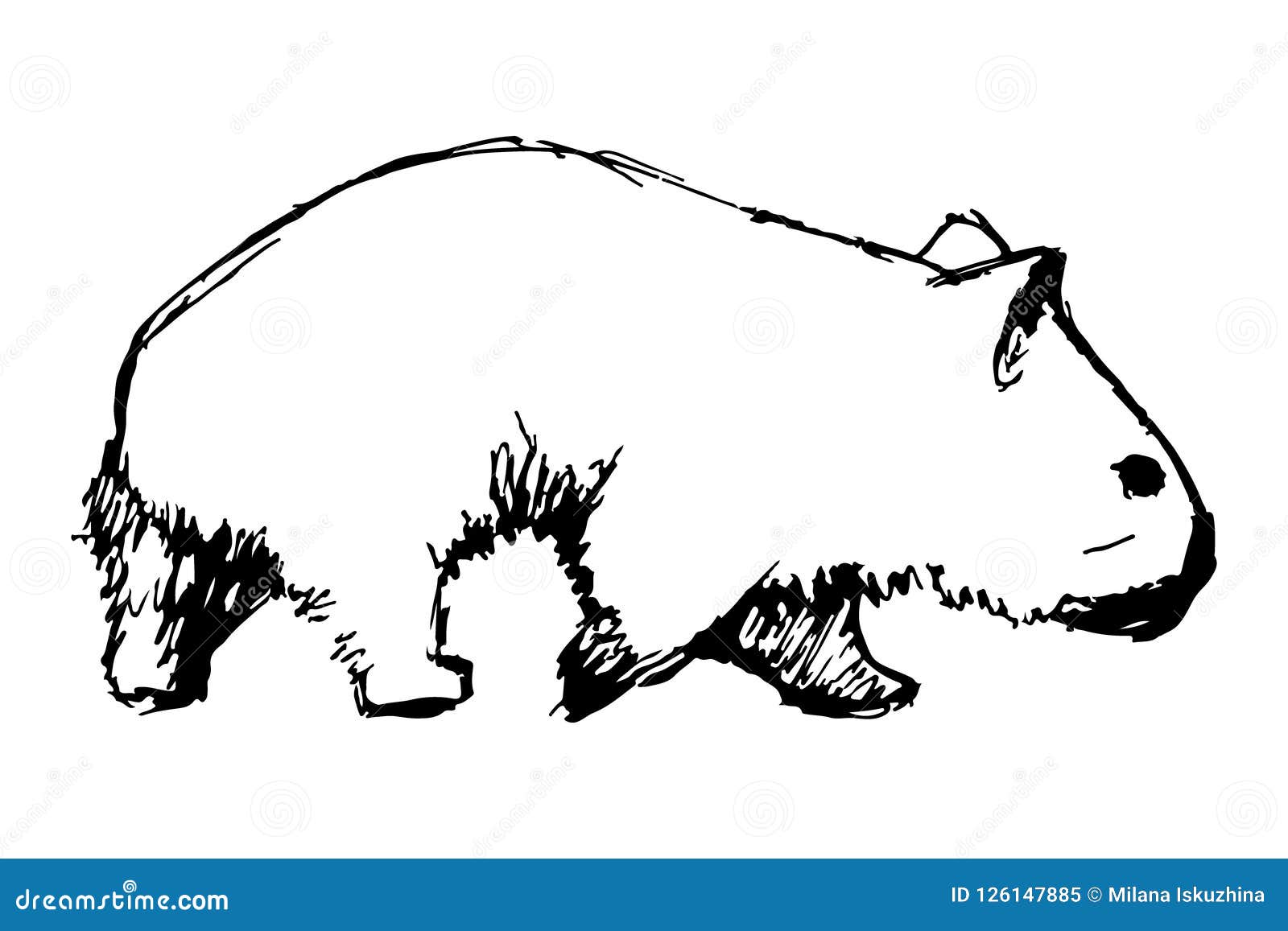 Wombat Drawing Outline