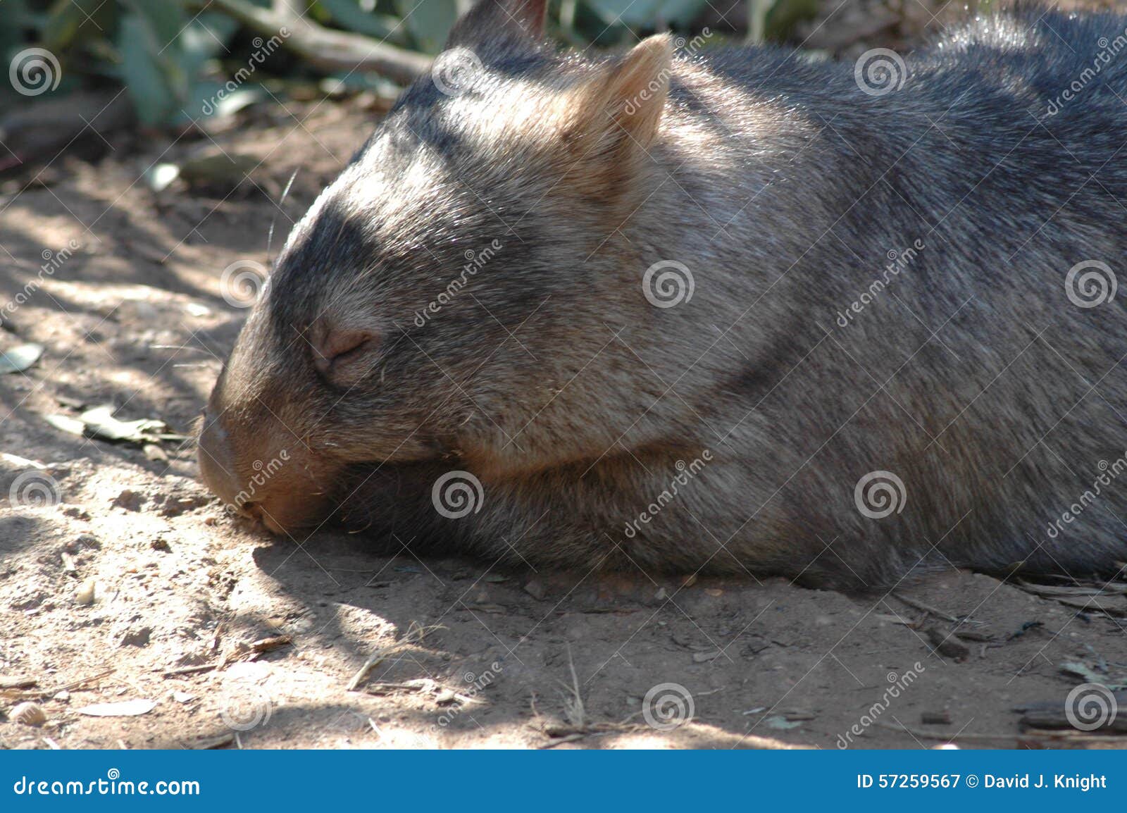 Wombat stock image. Image of ground, sand, wombat, grey - 57259567