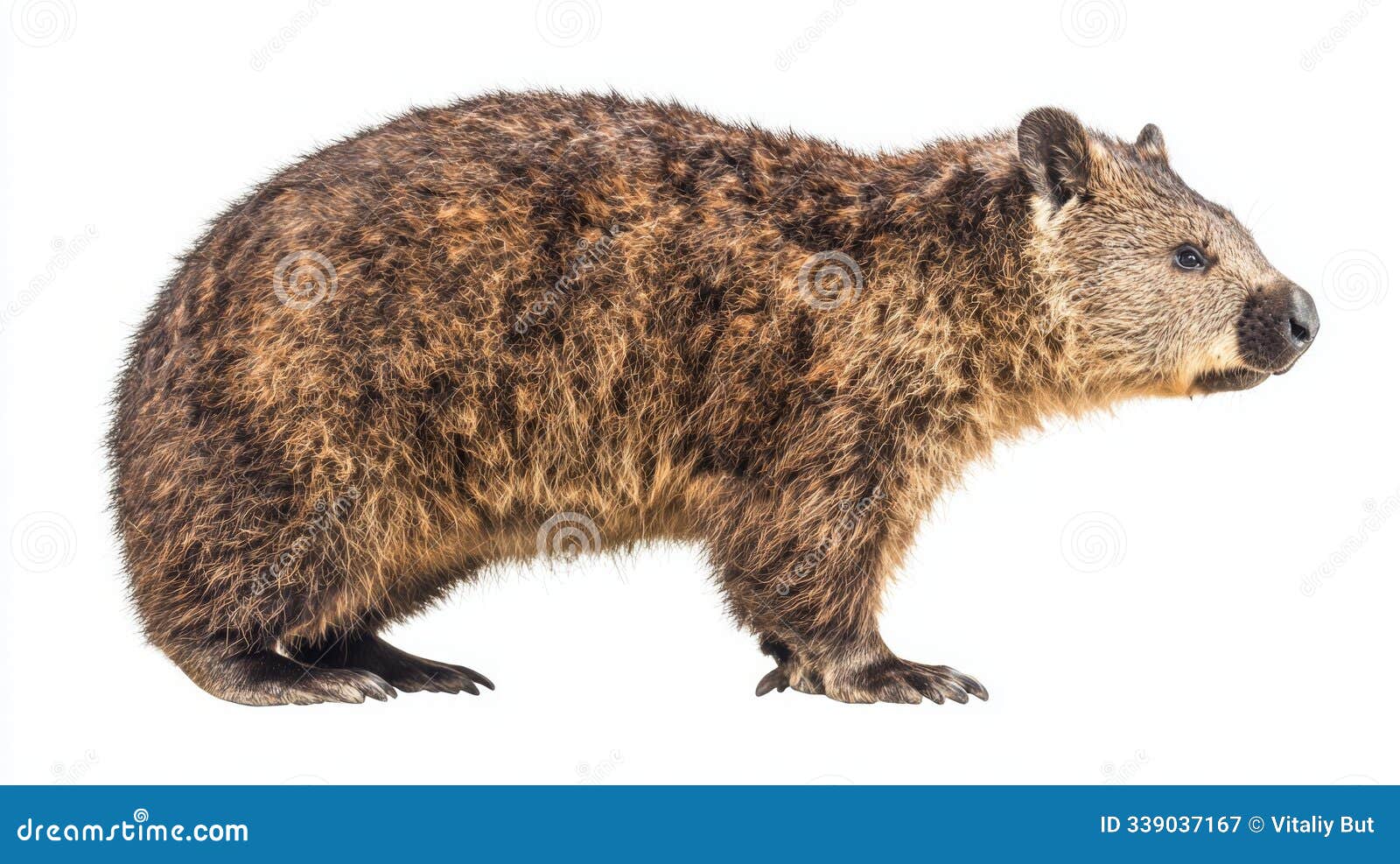 Wombat Stands Confidently with Its Round, Thick Body and Tiny Ears ...