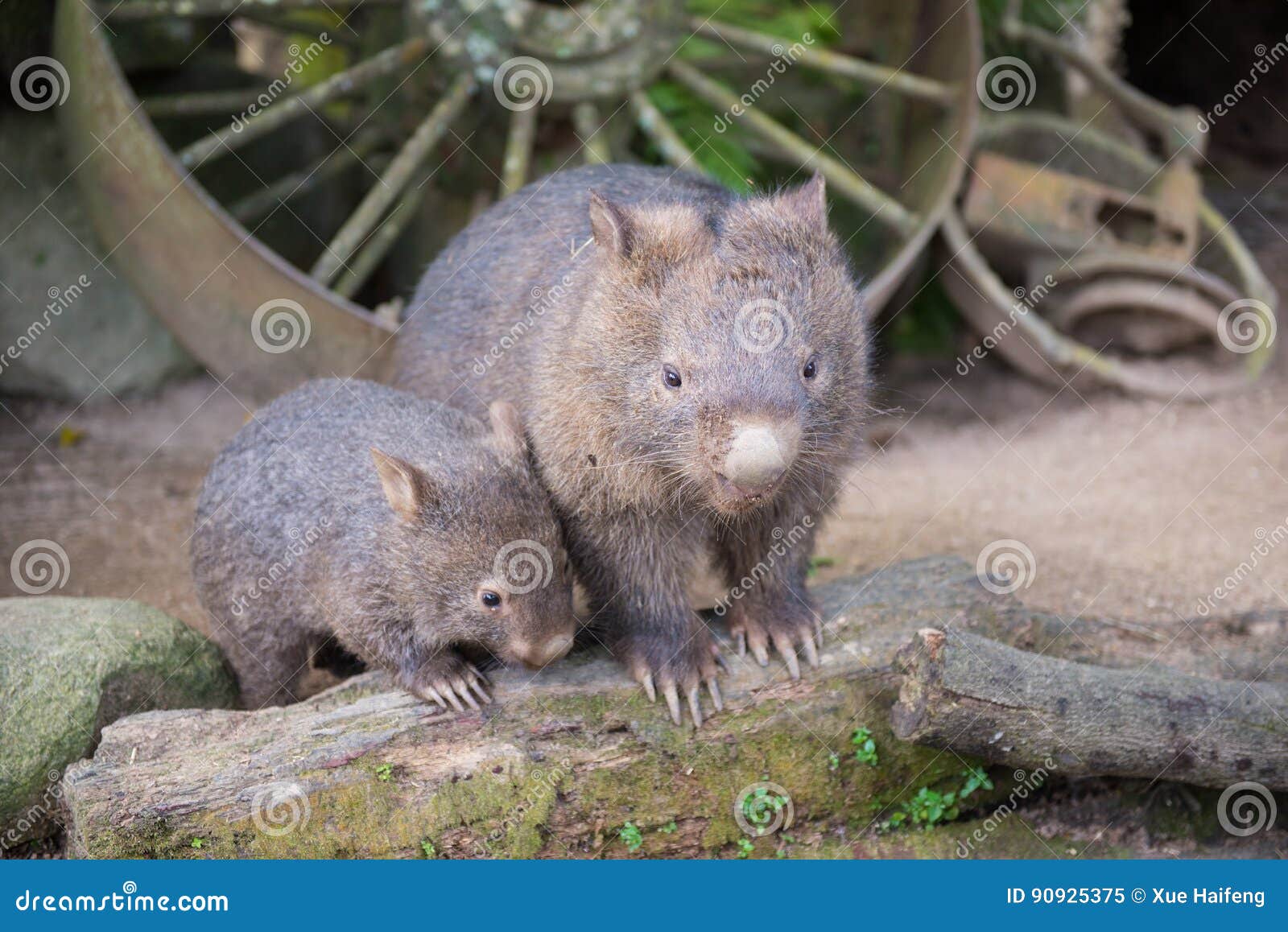 Fat Wombat Stock Image | CartoonDealer.com #212383