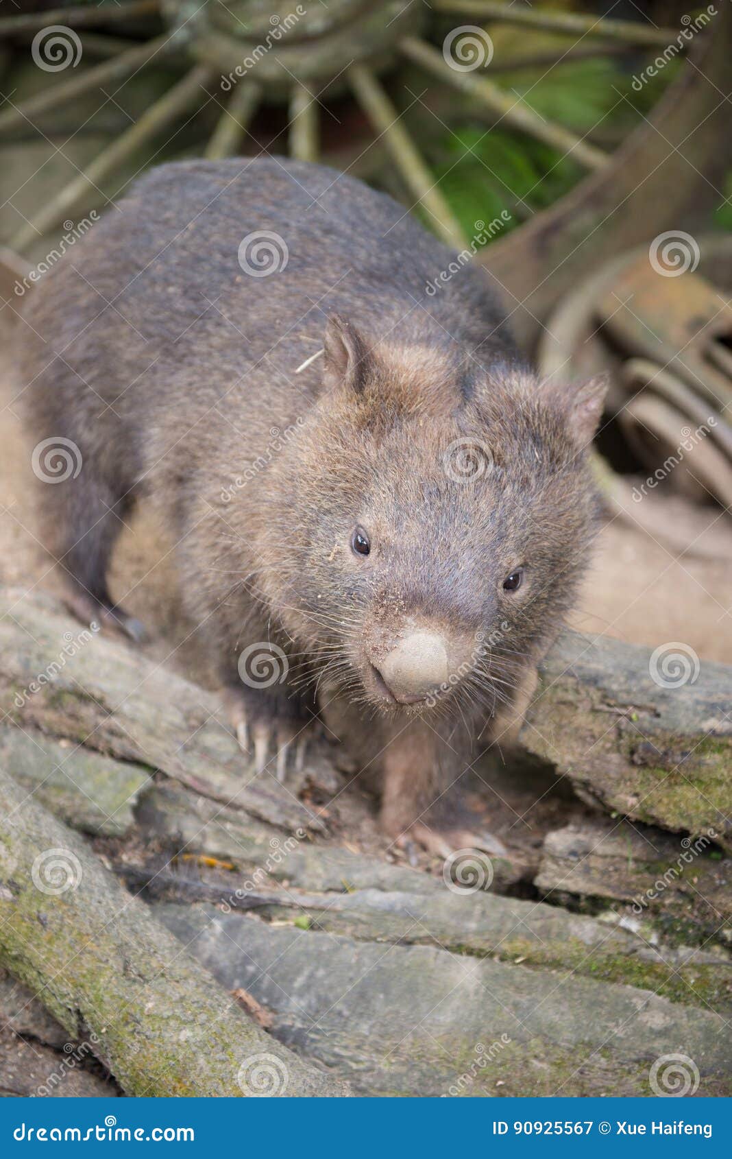 Wombat stock image. Image of fauna, family, seagull, baby - 90925567