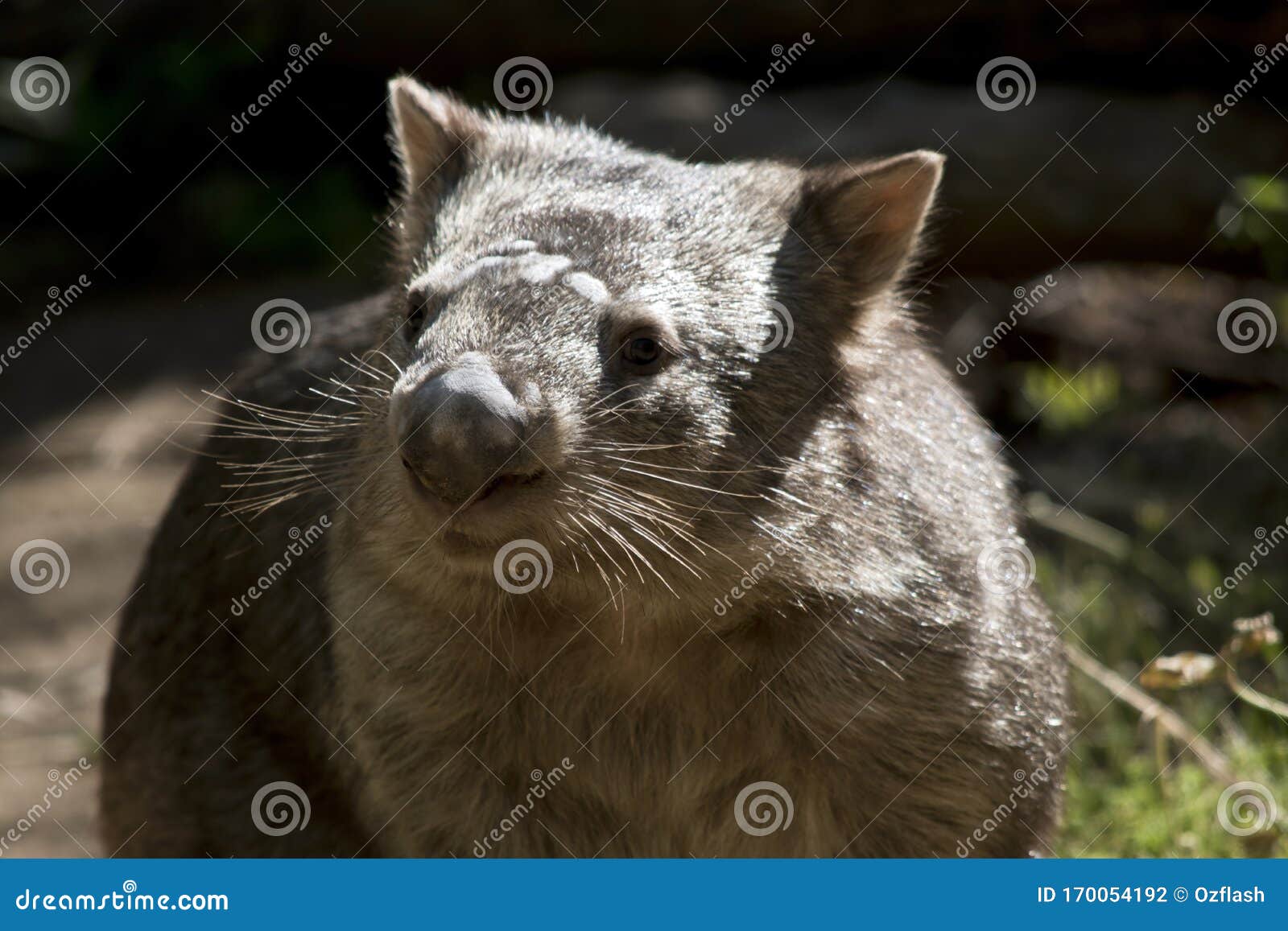 This is a Close Up of a Comon Wombat Stock Photo - Image of nature ...