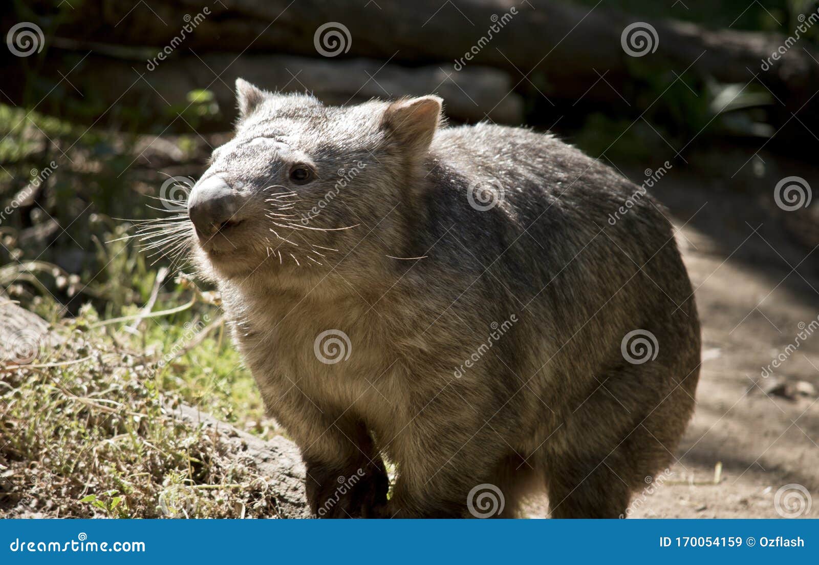 This is a Close Up of a Comon Wombat Stock Image - Image of nosed, eyes ...
