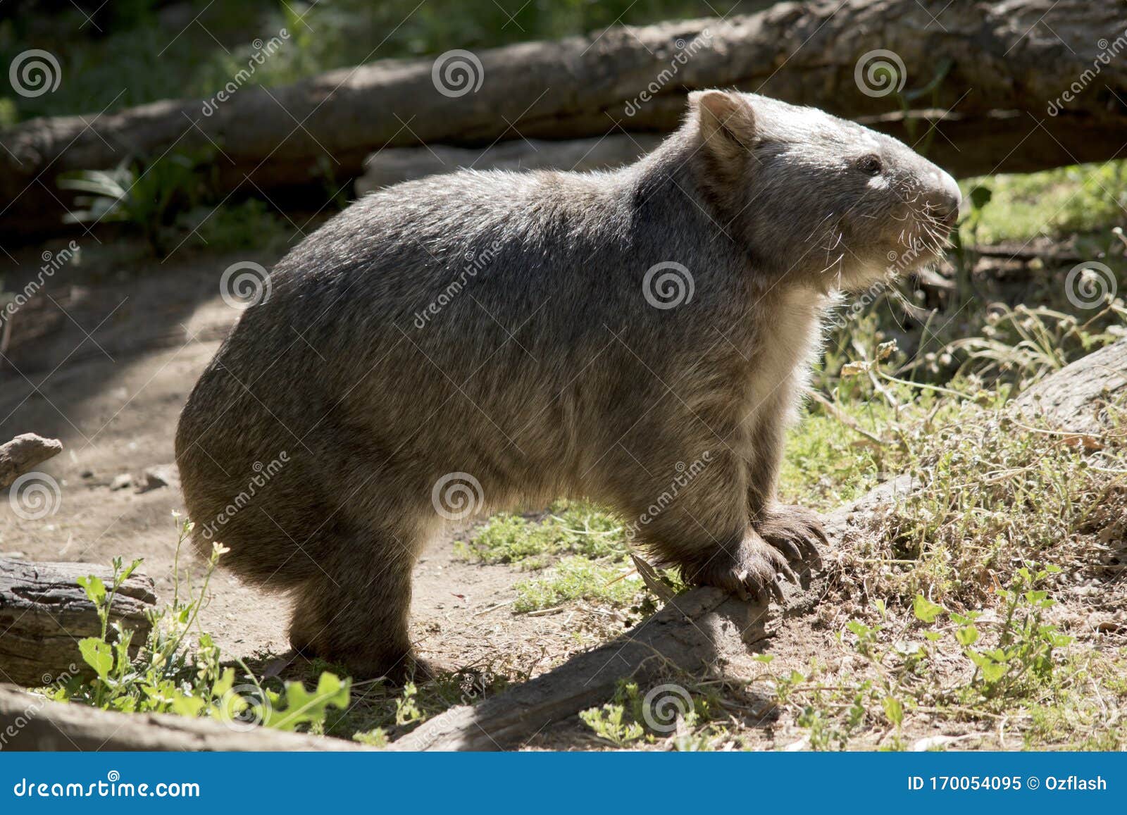This is a Side View of a Common Wombat Stock Image - Image of eyes ...