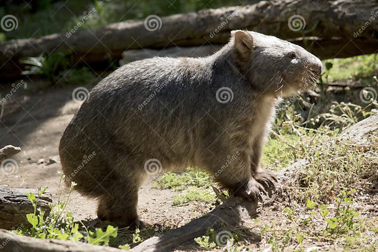 This is a Side View of a Common Wombat Stock Image - Image of eyes ...