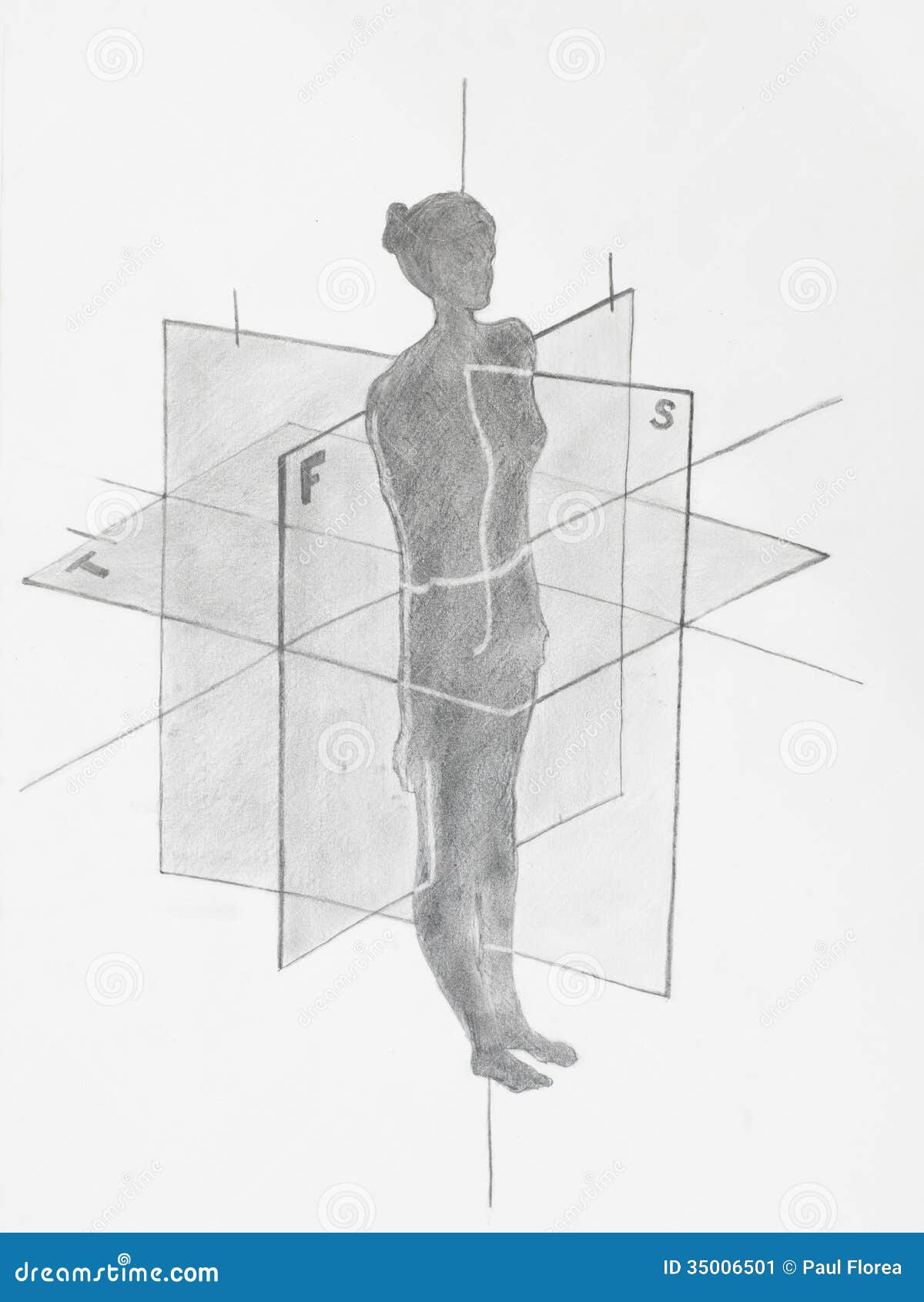 Women anatomical planes stock image. Image of model, sagittal - 35006501