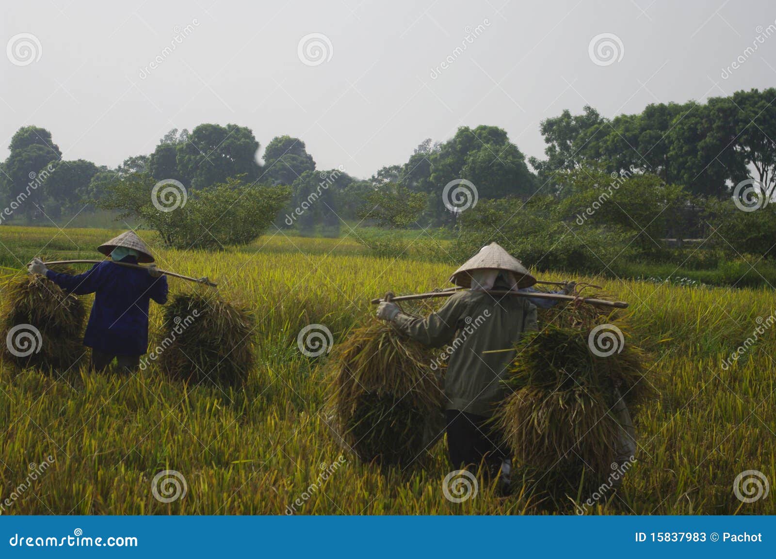 Women Carrying Sheaves of Rice Stock Image - Image of culture, women ...
