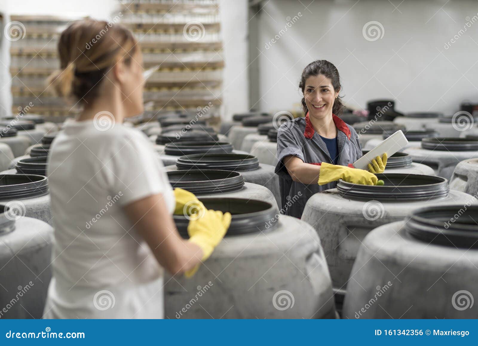 Women Controlling Olives Fermentation and Quality in Barrels Stock ...