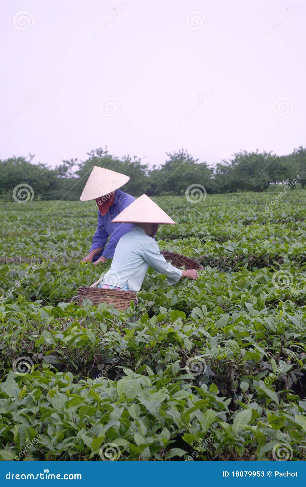 Women cutting tea editorial stock photo. Image of culture - 18079953