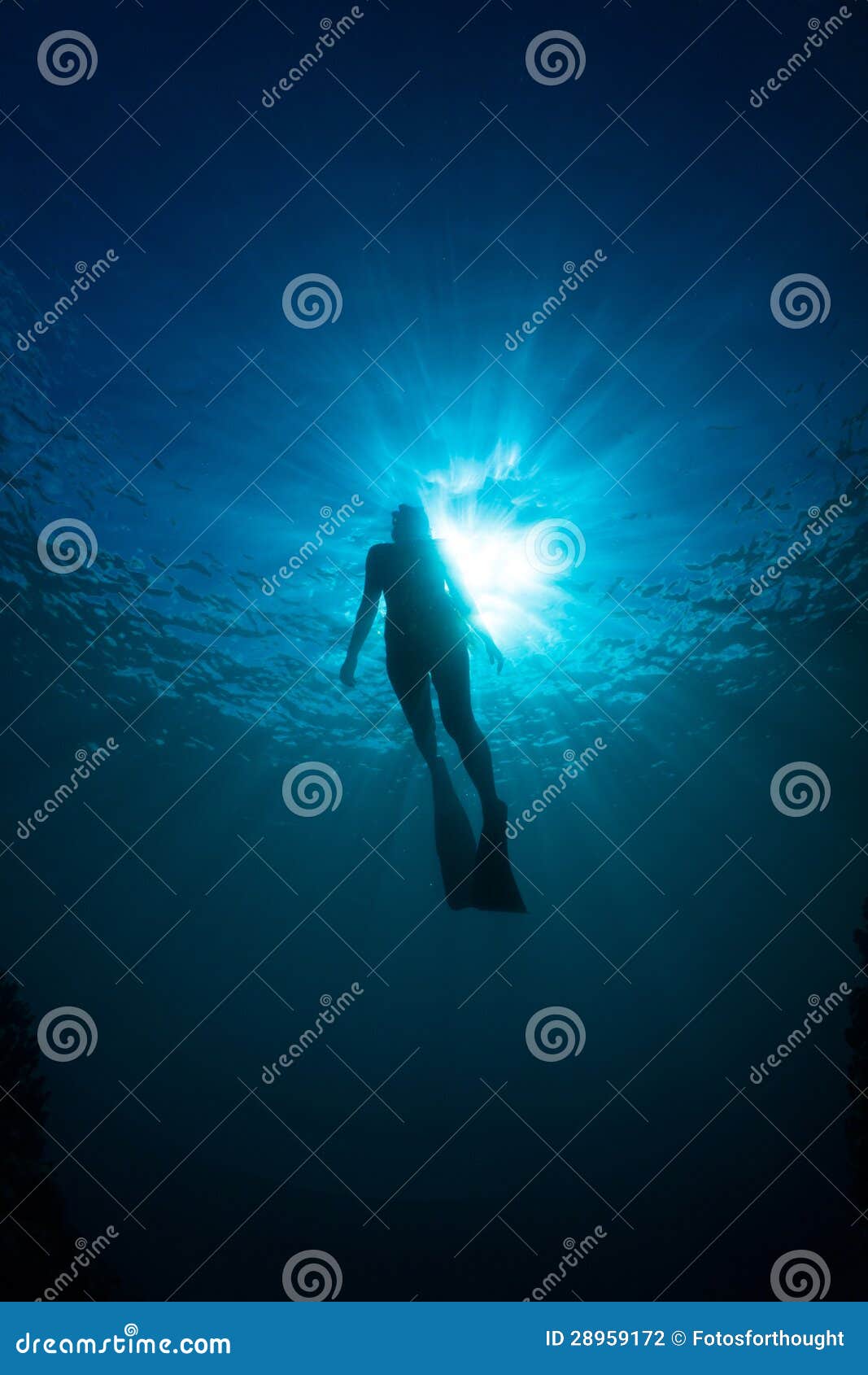Women free diving stock photo. Image of dive, girl, maui - 28959172