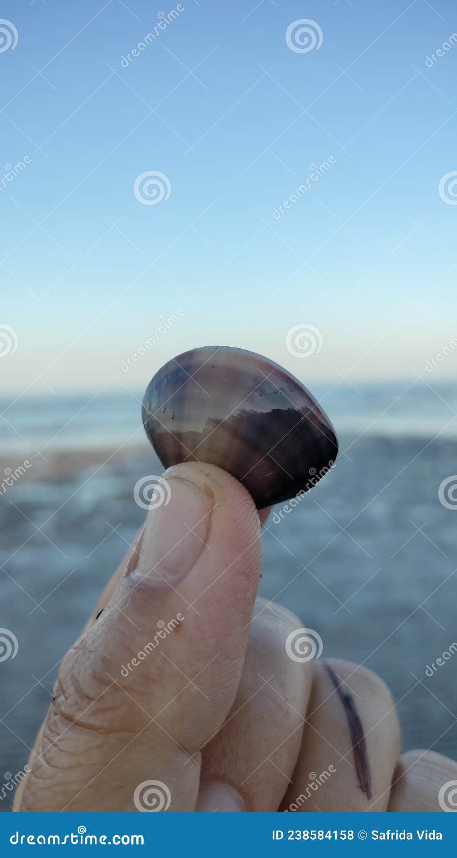 Women Hand with Small Mussel Shell Stock Photo - Image of wave, cloud ...