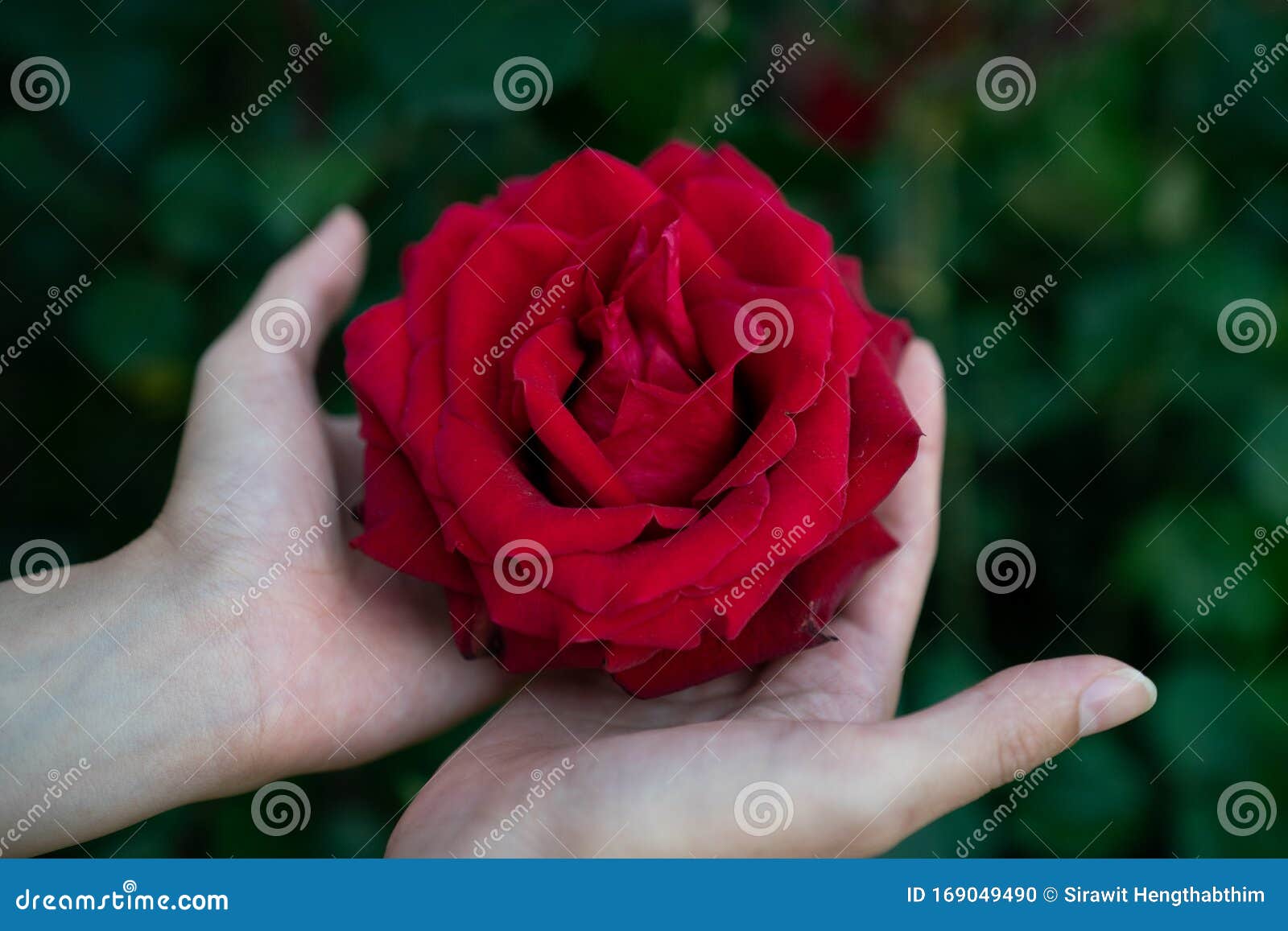 Women Hand Touching Red Rose in Garden Stock Photo - Image of floral ...