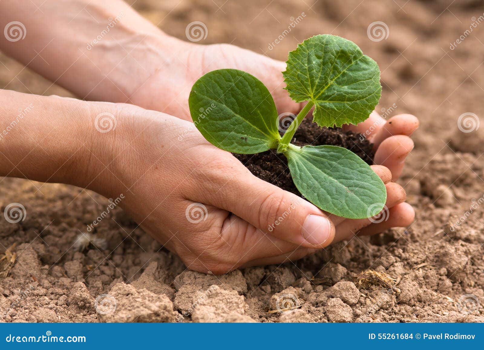 Women Hands Holding Seedling with Soil Stock Photo - Image of human ...