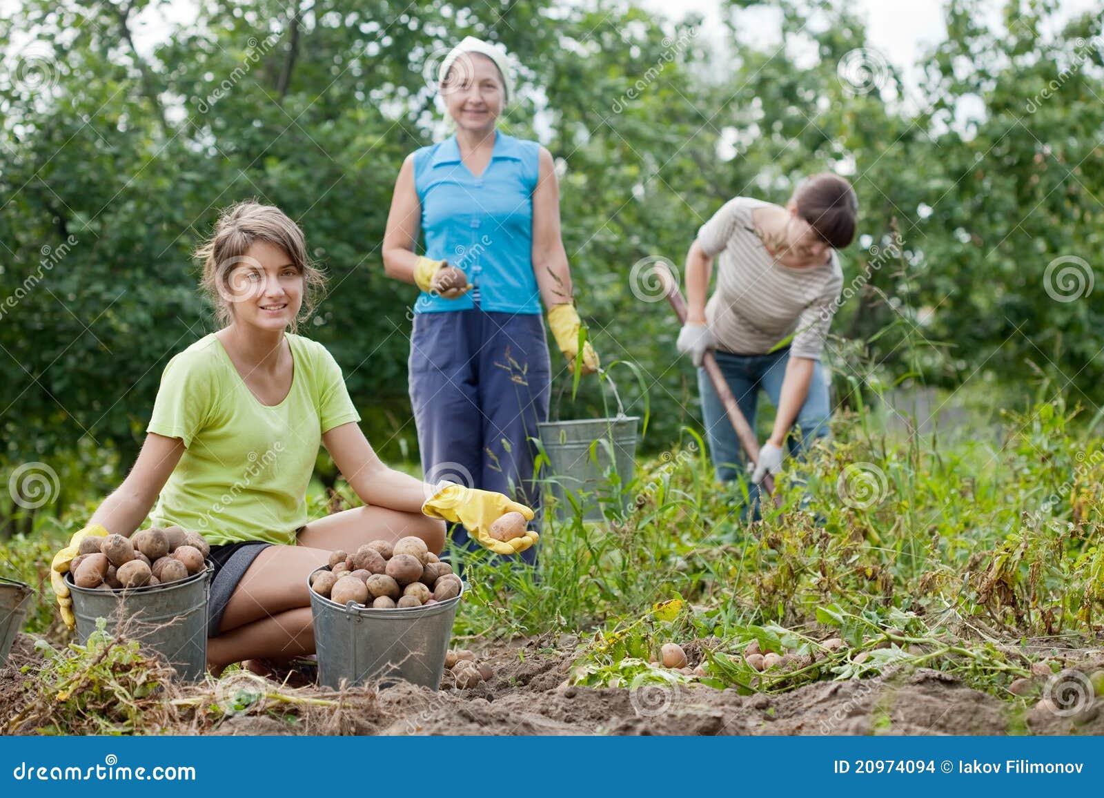 Harvesting Potatoes On The Field. The Mechanism Of Potato Harvesting In ...
