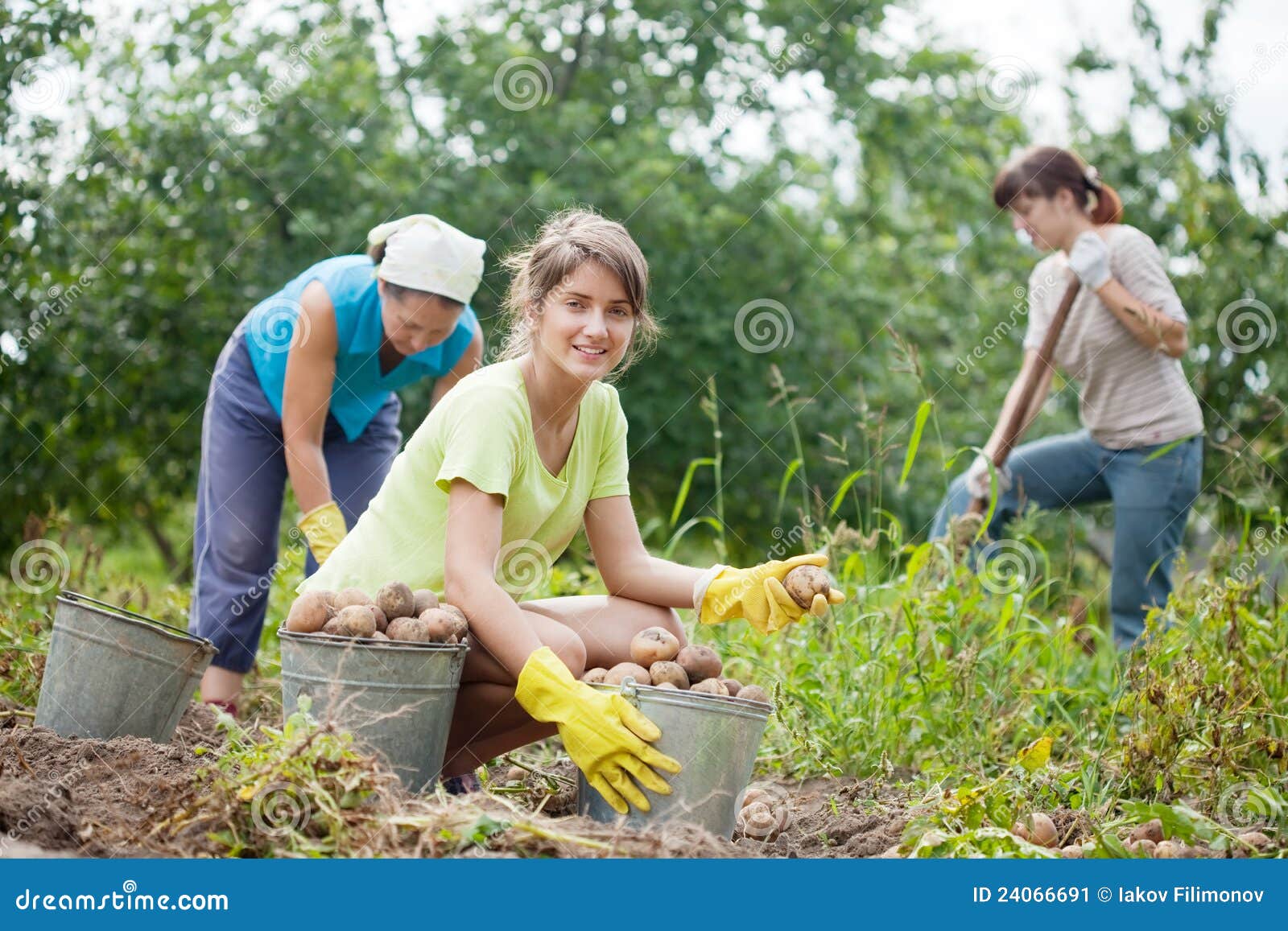 Harvesting Potatoes On The Field. The Mechanism Of Potato Harvesting In ...