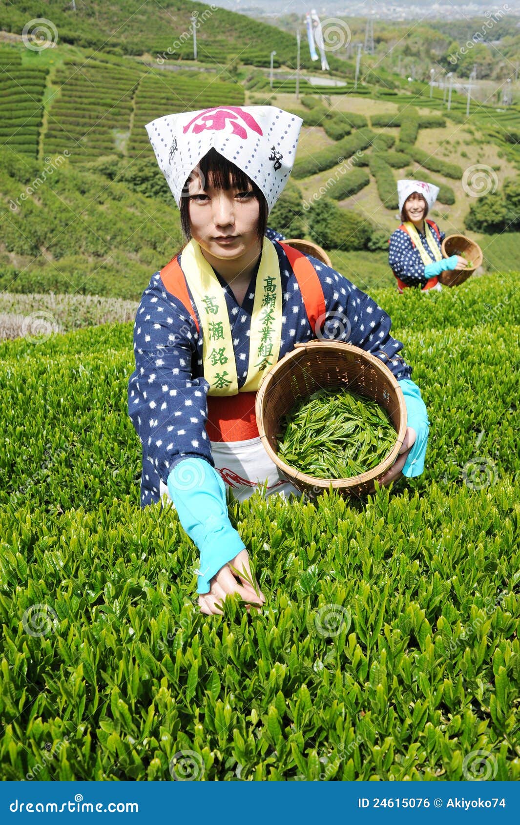Women Harvesting Tea Leaves Editorial Photo - Image of industry ...