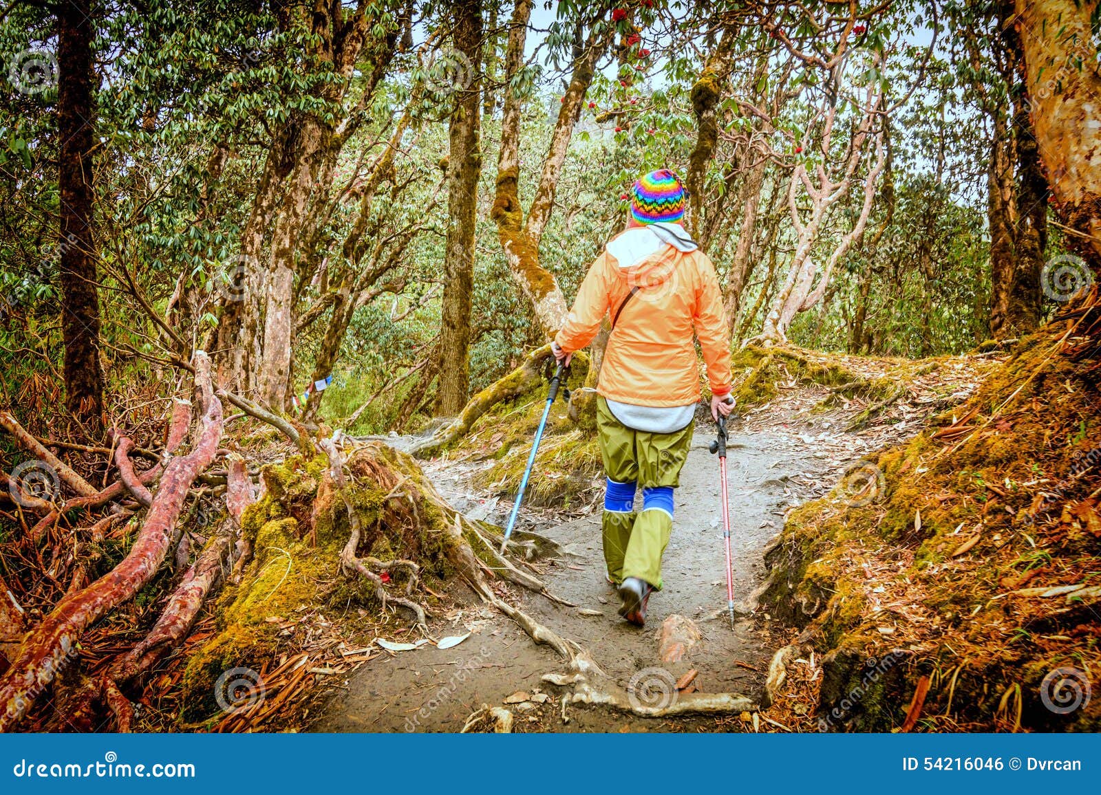 Women Hiking in the Forest in Nepal Editorial Photo - Image of east ...